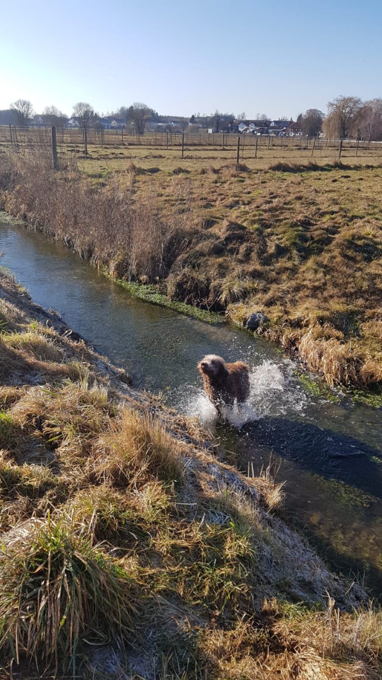 Gassi-Geh-Service - Grüne Pfoten